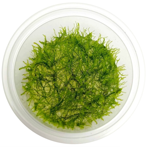 Mech Nano Moss Amblystegium serpens - Roślina do akwarium - kubek 6cm ...